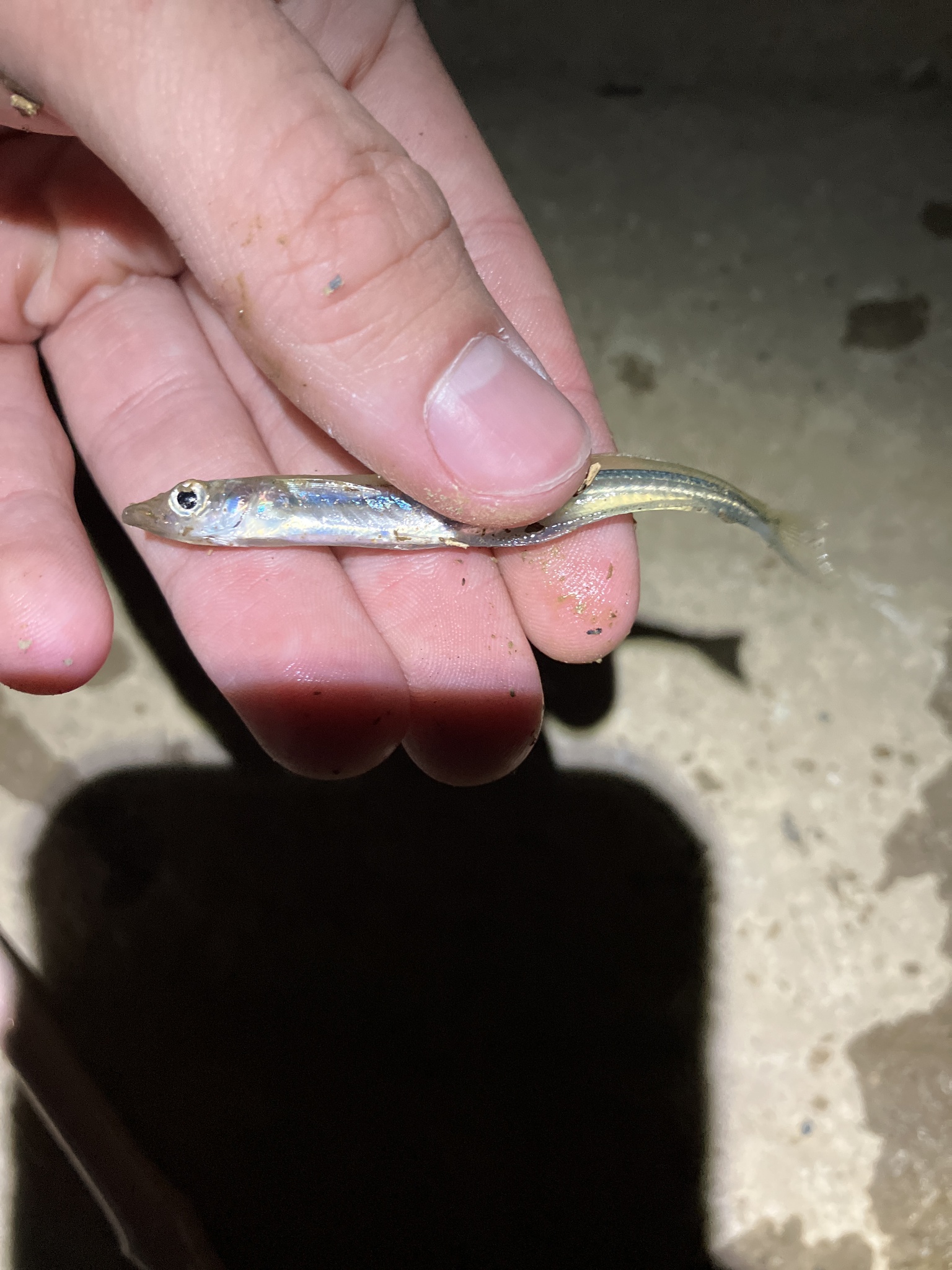 Labidesthes sicculus (Cope, 1865)