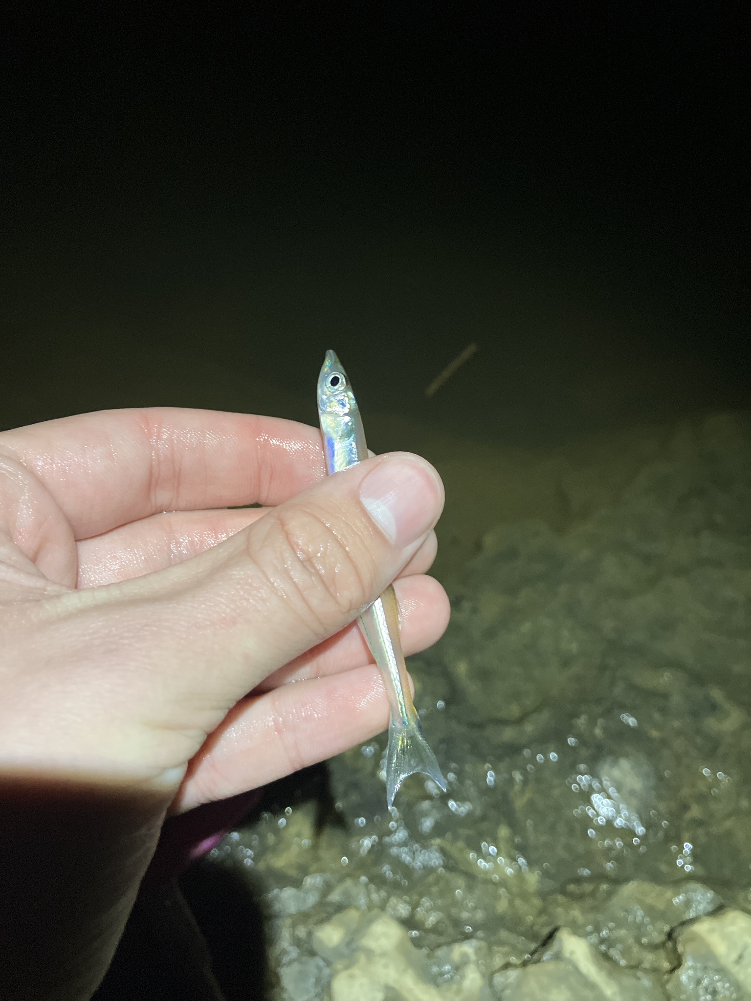 Labidesthes sicculus (Cope, 1865)