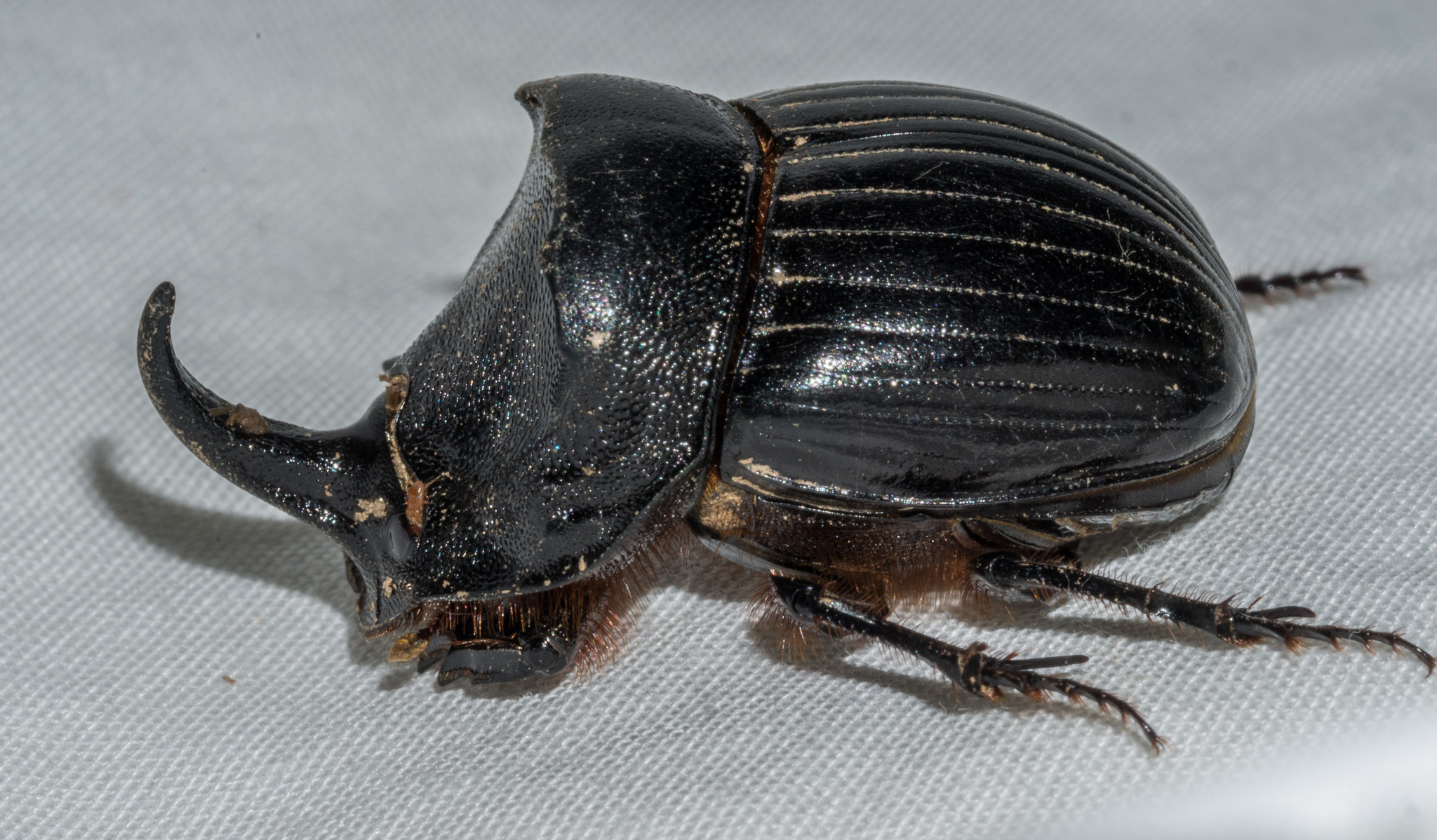 Copris Geoffroy, 1762