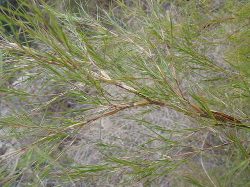 carricillo (Muhlenbergia dumosa) · NaturaLista Colombia