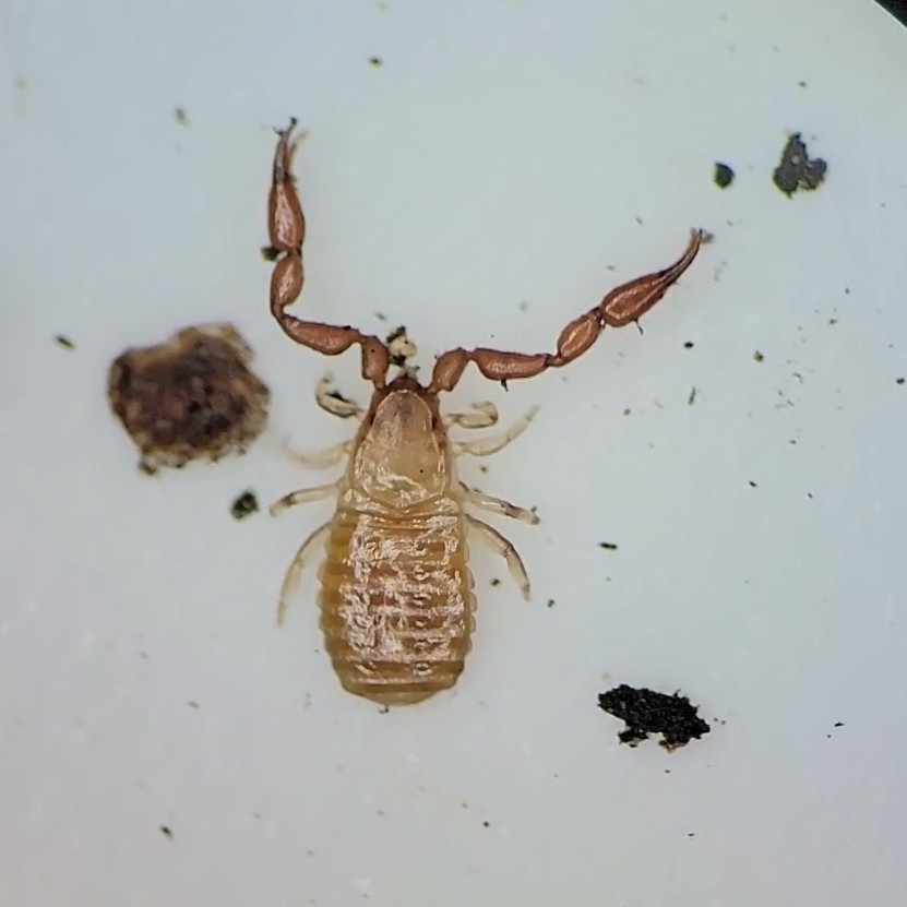 Sternophoridae from UGA-SREL Conference Center on March 17, 2023 at 05: ...