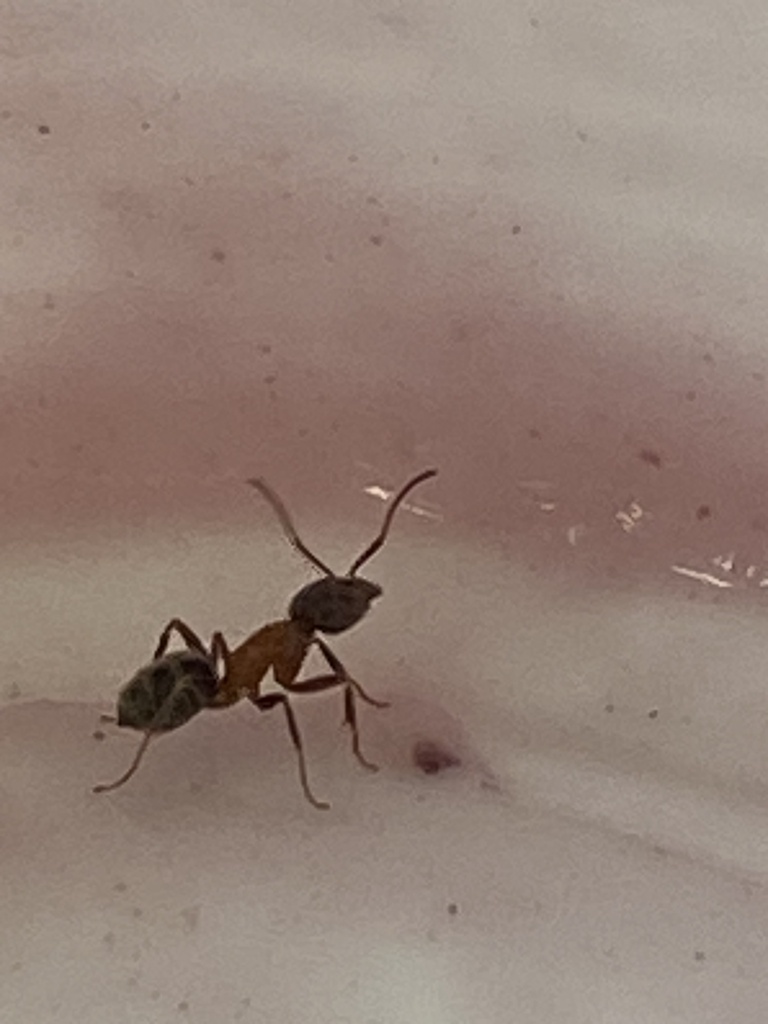 Western Velvety Tree Ant from Ganns Corral Rd, Mariposa, CA, US on ...