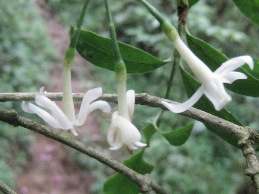 Tarenna (Coffees, Bedstraws, and Allies of Analamazaotra Reserve ...