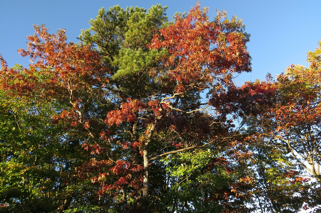 scarlet oak in October 2021 by Adrianna Nelson · iNaturalist