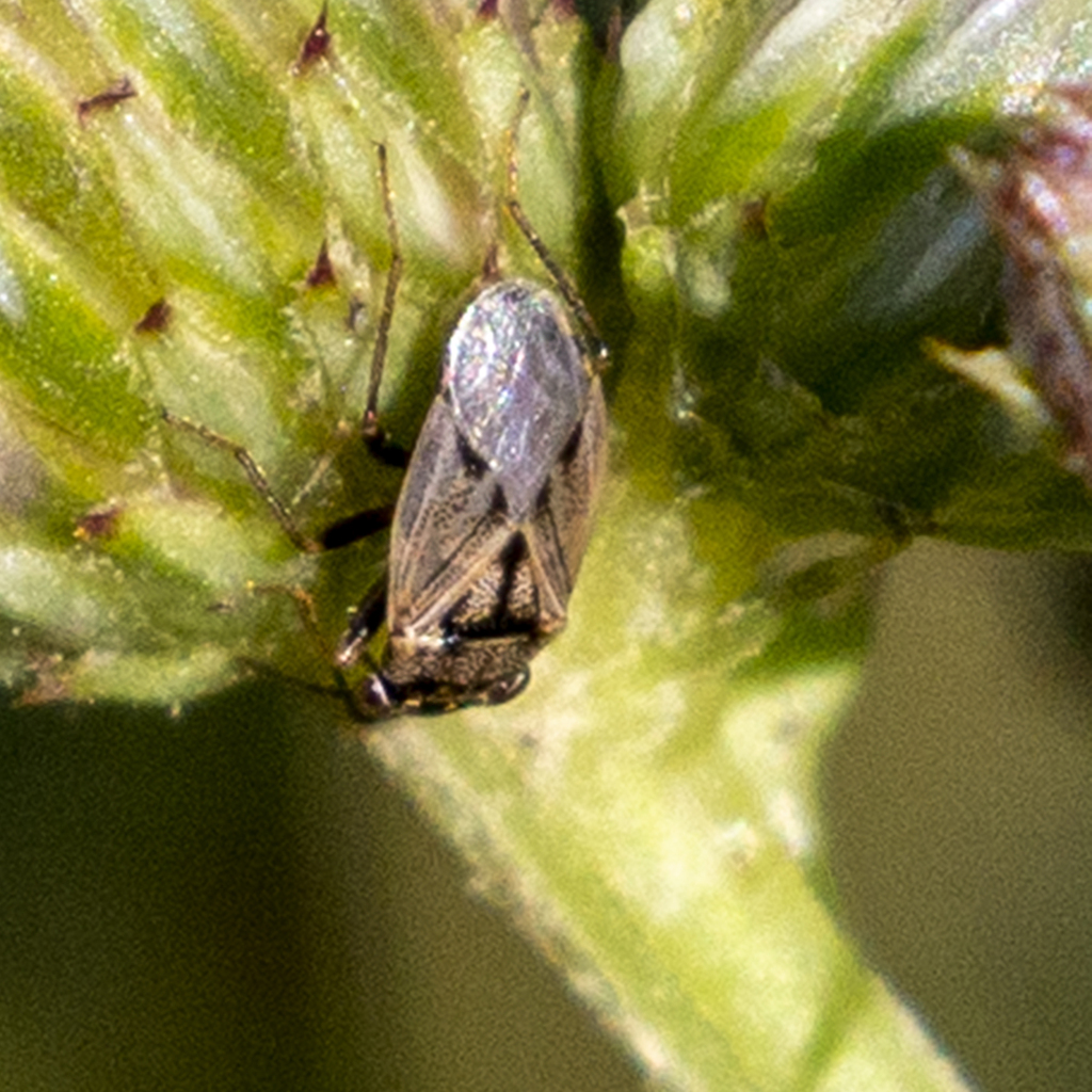 True Bugs from 6 miles SE of Meeker, Rio Blanco County, CO, USA on ...