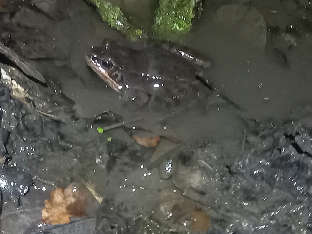 Typical Frogs from 78200 Perdreauville, France on March 17, 2023 at 09: ...