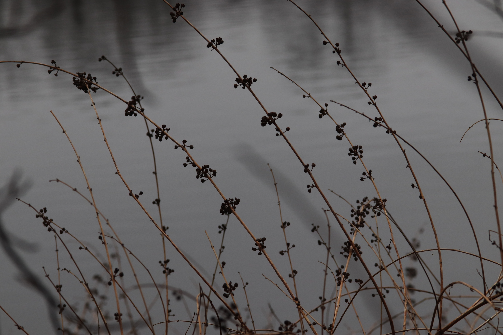 Decodon verticillatus (L.) Elliott