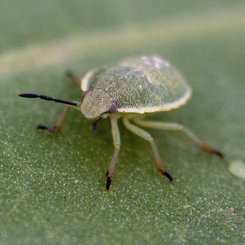 Uhler's Stink Bug from Rio Blanco Lake State Wildlife Area on August 23 ...