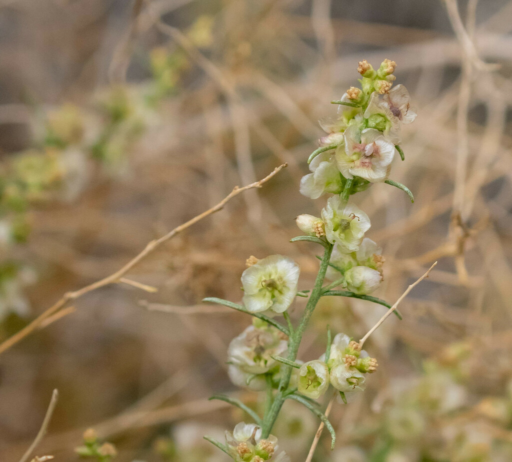 Cheesebush from Ashford Canyon, Death Valley NP, Inyo County, CA, USA ...