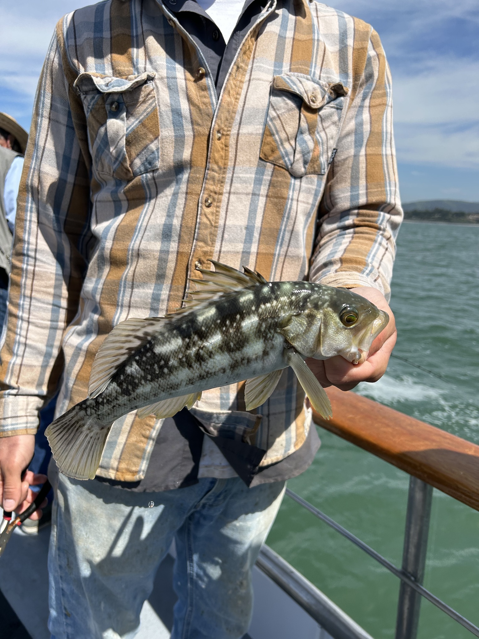 Paralabrax clathratus (Girard, 1854)