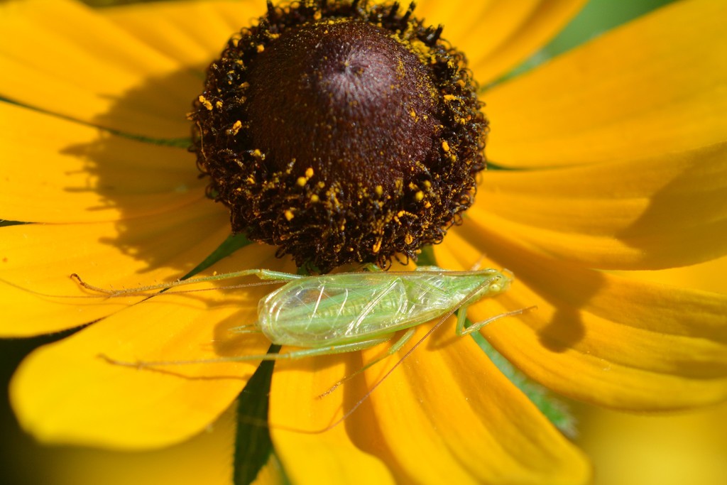 Four-spotted Tree Cricket from Medina County, OH, USA on September 29 ...