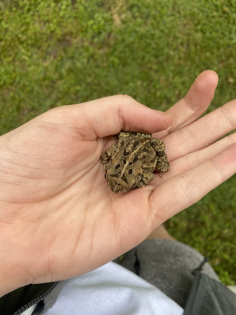 Fowler's Toad from Buckatunna, MS, US on March 17, 2023 at 05:20 PM by ...