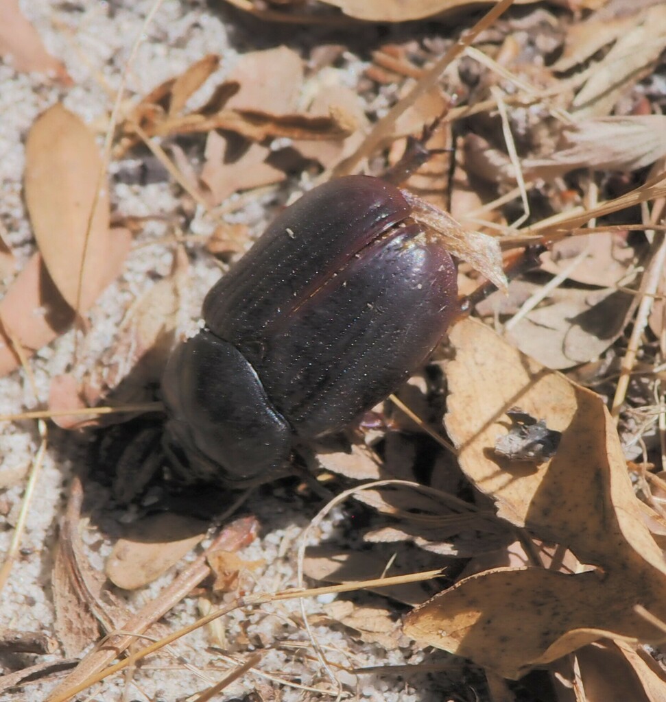 Scarabs from Wonthaggi VIC 3995, Australia on March 17, 2023 at 03:32 ...