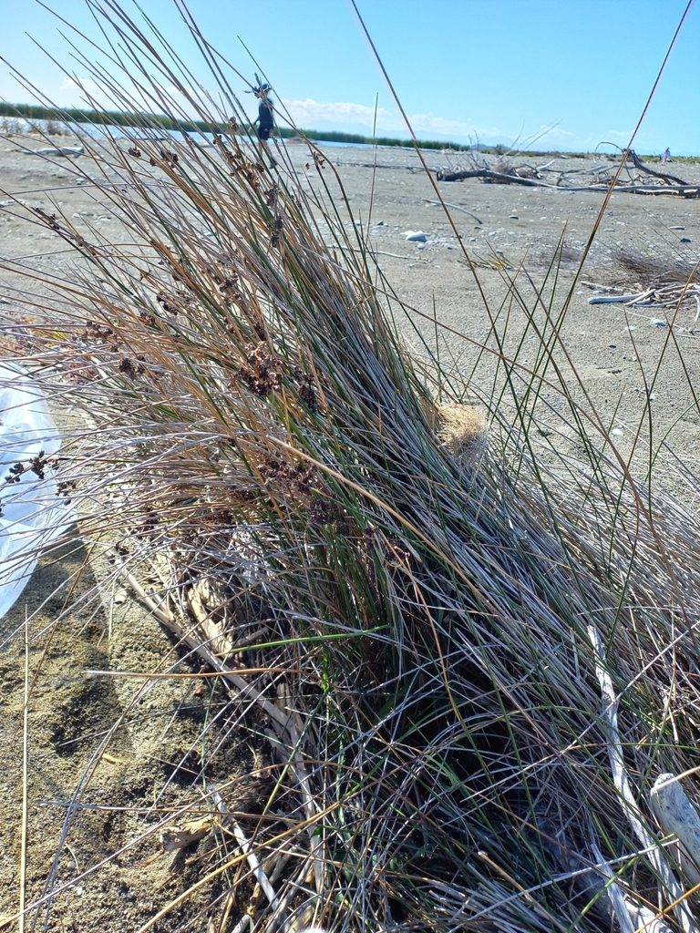 Sea Rush from Leeston 7683, New Zealand on March 18, 2023 at 12:16 PM ...