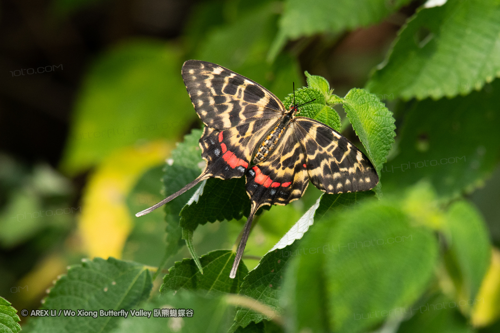 Dragon Swallowtail from 中國江西省九江市柴桑區 on August 11, 2018 at 04:25 PM by ...