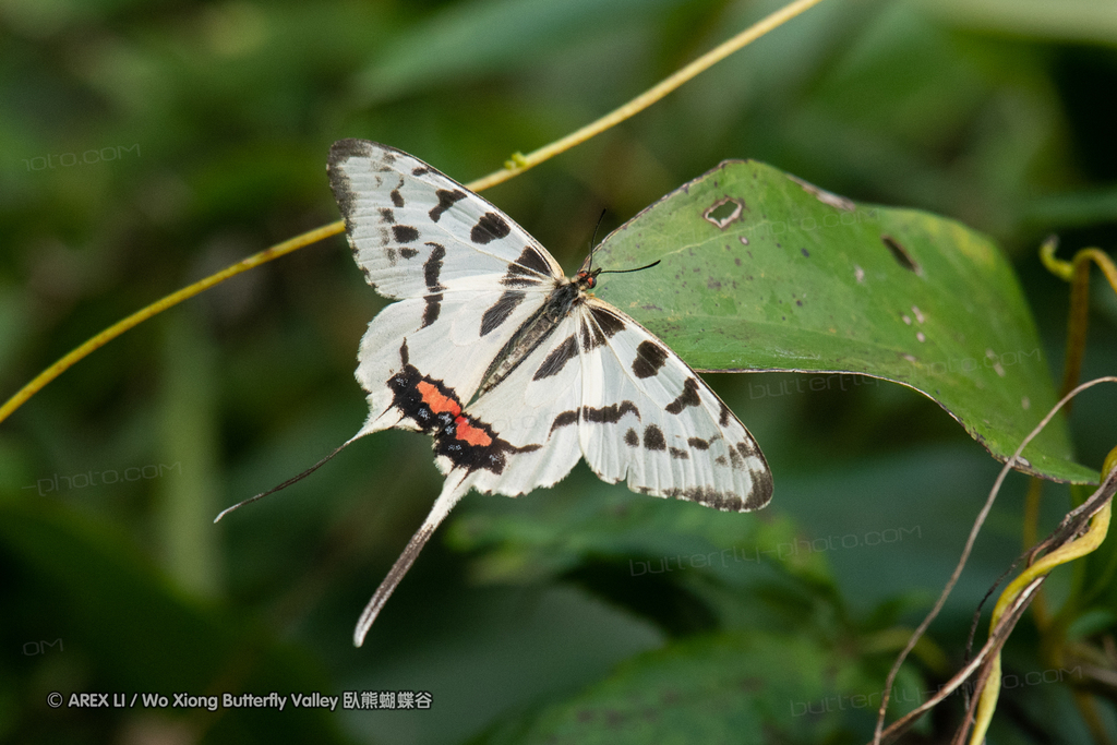 Dragon Swallowtail from 中國江西省九江市柴桑區 on August 11, 2018 at 04:40 PM by ...