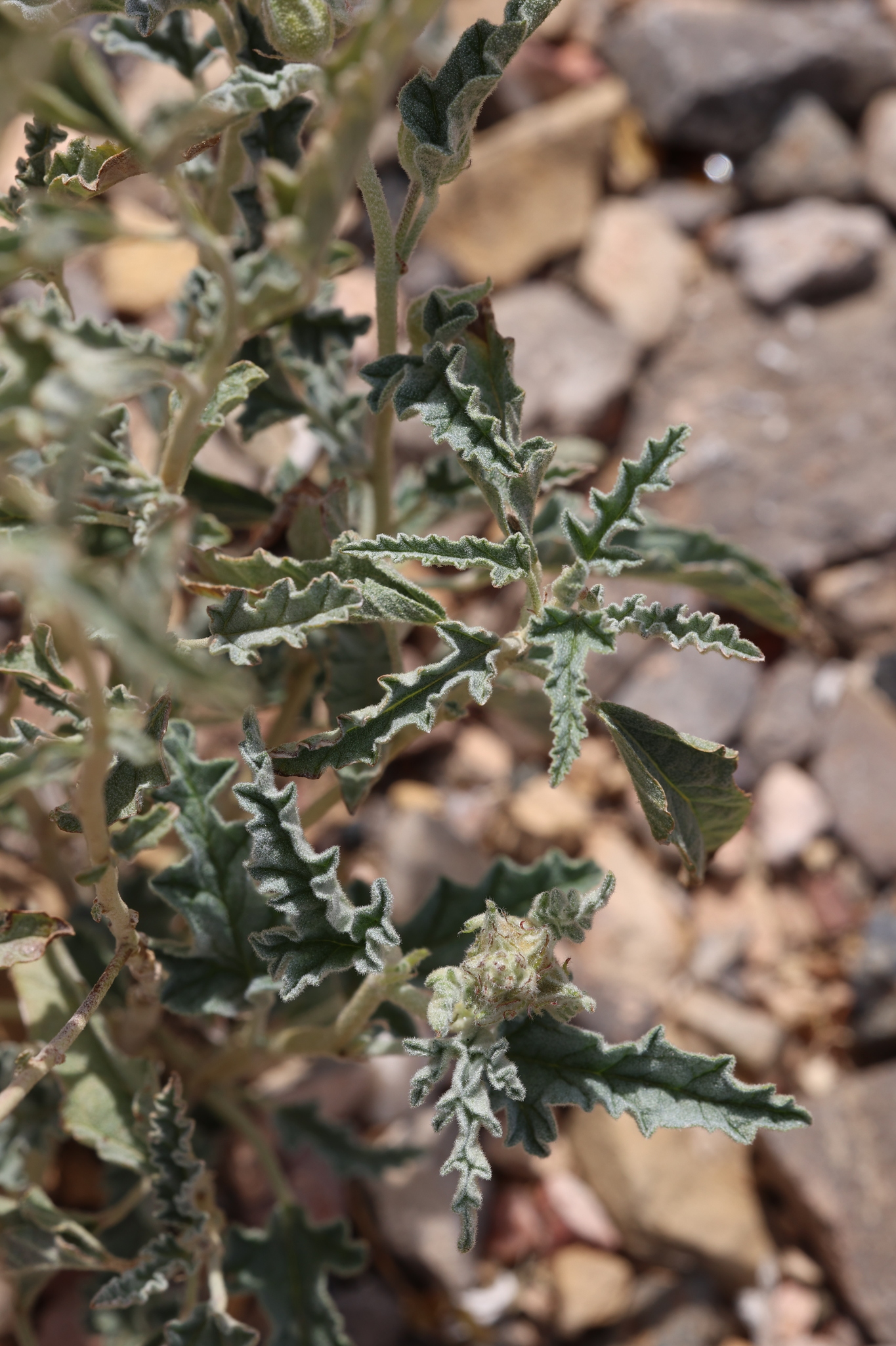 Sphaeralcea hastulata A.Gray
