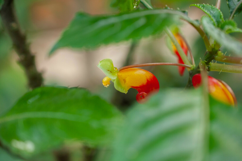 Congo cockatoo from Jardin botanique de Neuchâtel, Neuchâtel, Suisse on ...