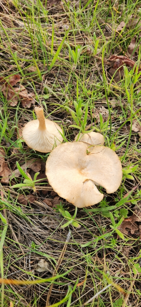 Funnels from St Helena, CA 94574, USA on March 17, 2023 at 04:36 PM by ...