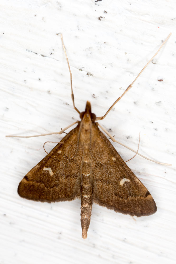 Long-legged China-mark (Moths of Antequera (Málaga/ Andalusia/ Spain ...