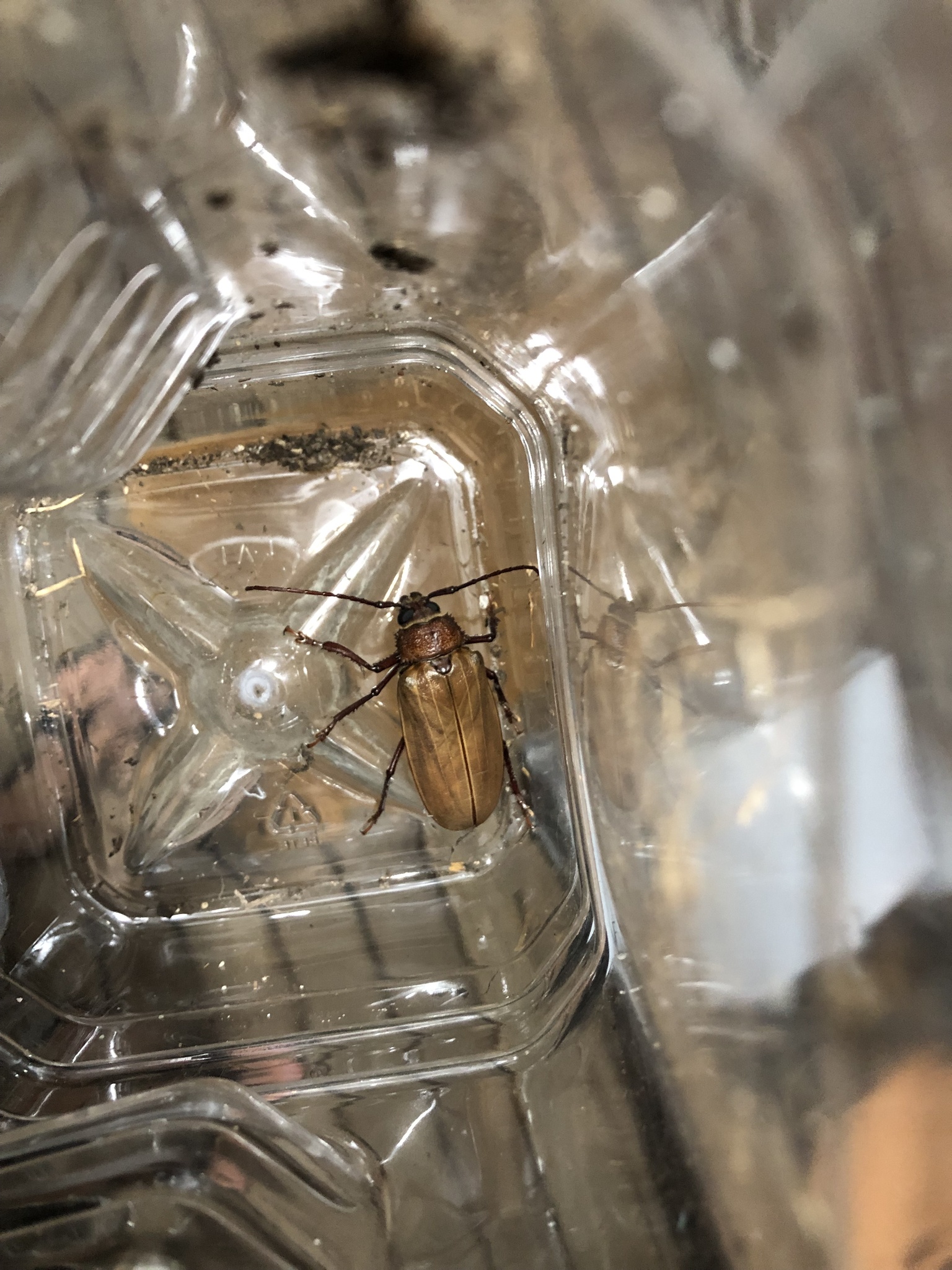 Agrianome spinicollis (MacLeay, 1826)