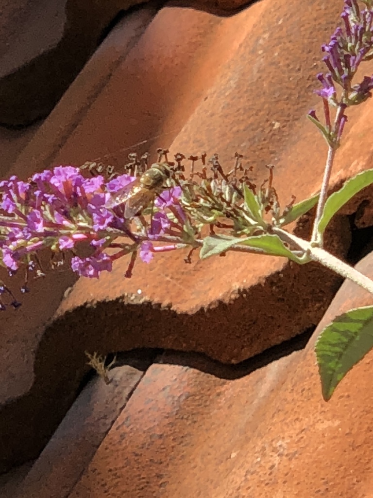 Haag's Bromeliad Fly from San Diego County, US-CA, US on October 5 ...