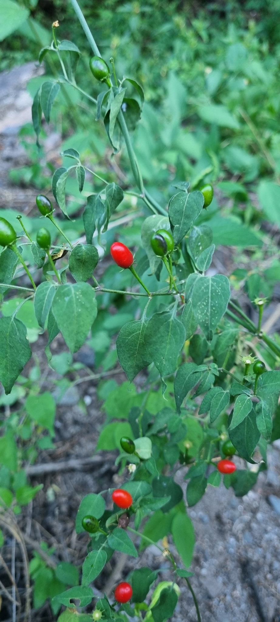 Capsicum chacoense Hunz.