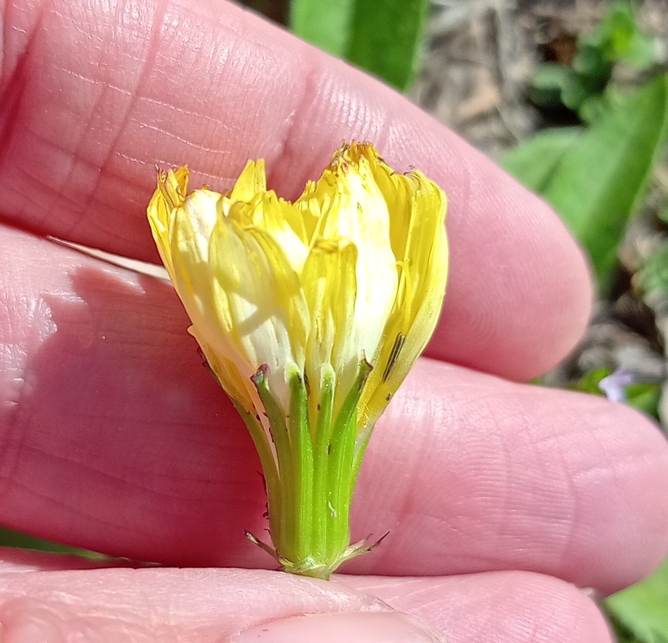 Pyrrhopappus pauciflorus (D.Don) DC.