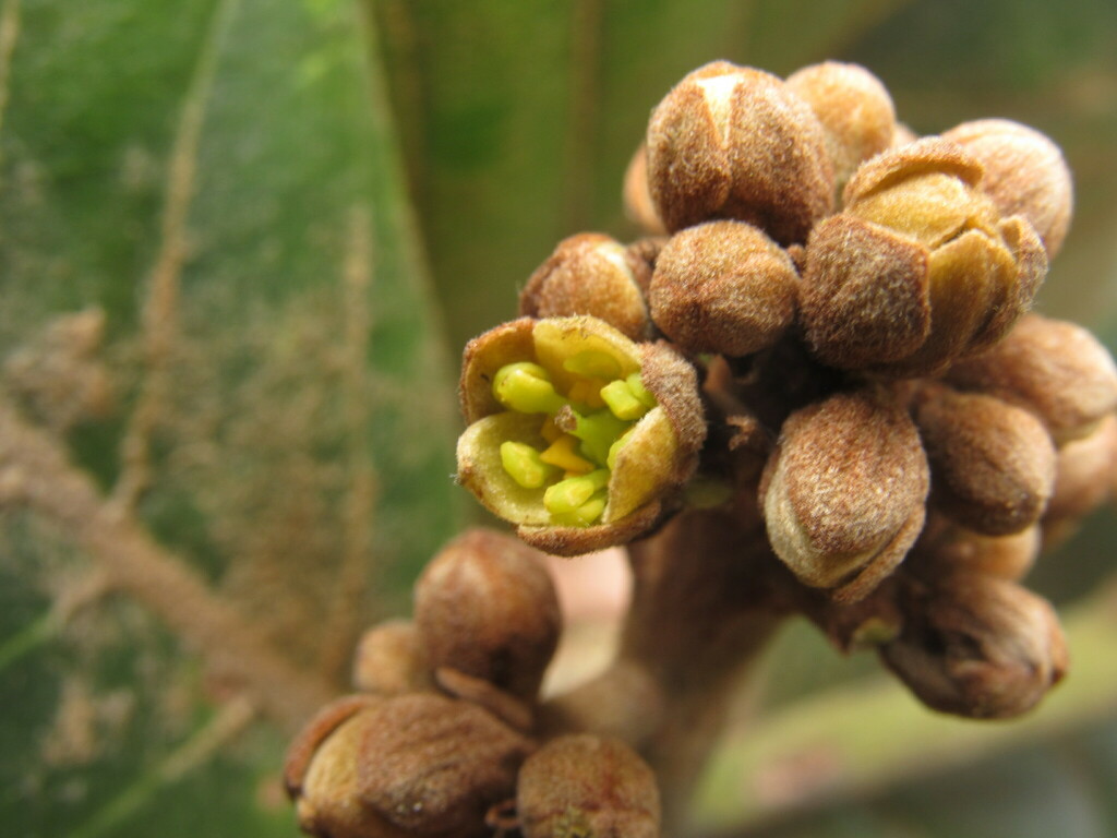 Persea bernardii en marzo de 2023 por Juan Camilo Muñoz. JCM 279 ...