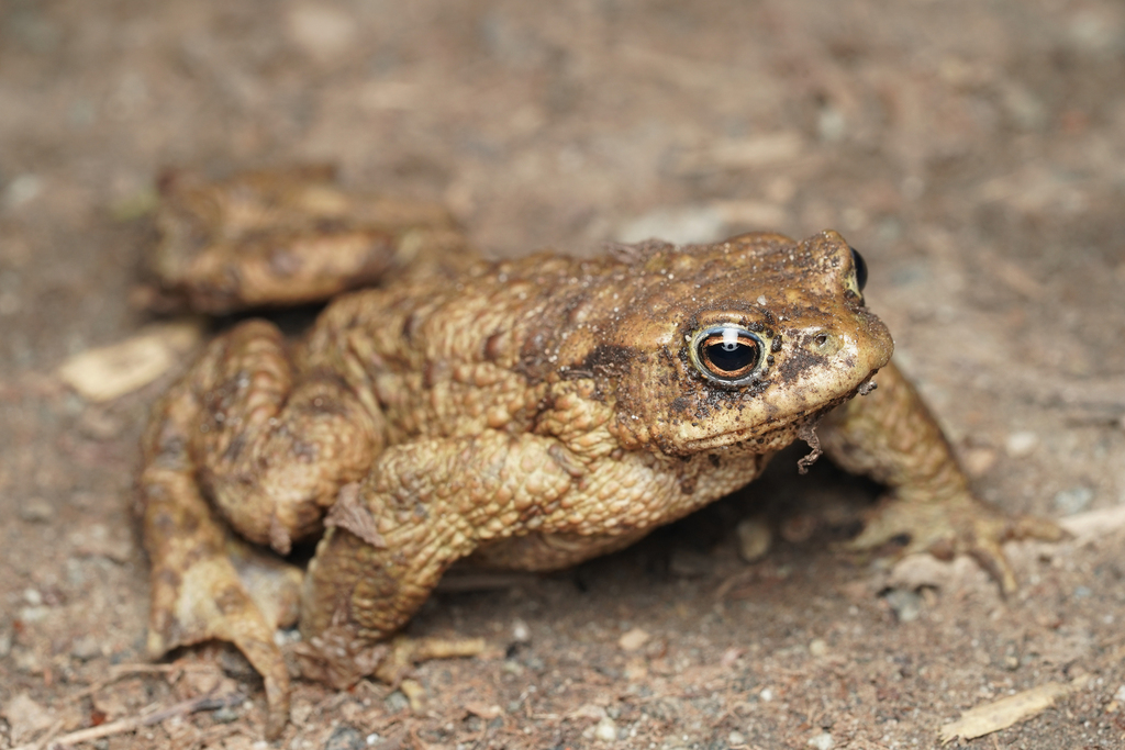 European Toad from Braunschweig, Niedersachsen, Germany on March 17 ...