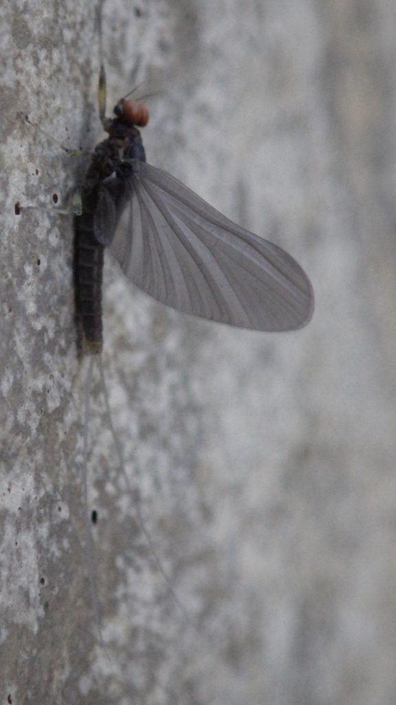 Small Mayflies from Spokane, WA, USA on March 15, 2023 at 04:53 PM by ...