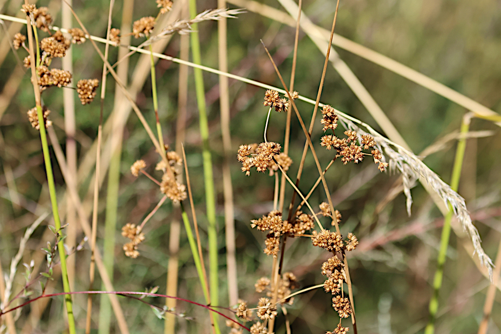Clustered Rush from Lindsay Rock, Kaputar NSW 2390, Australia on March ...