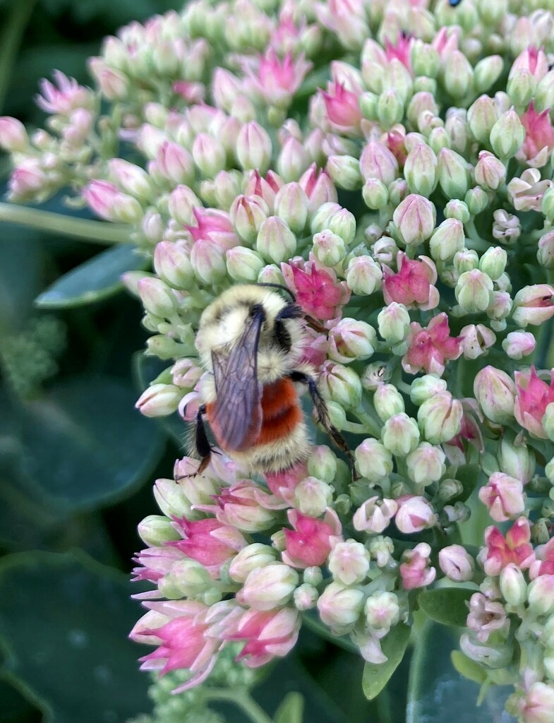 Hunt's Bumble Bee from Southwest Calgary, Calgary, AB, Canada on ...