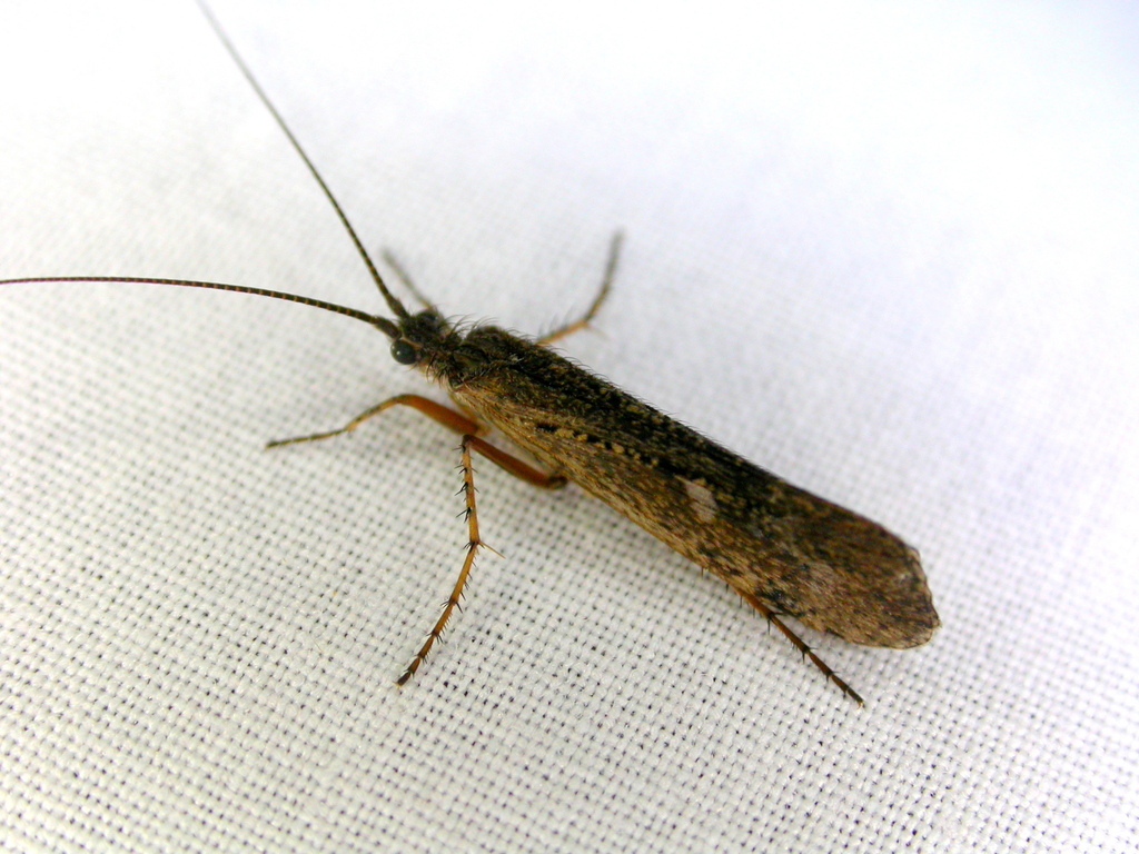 Limnephilus from Camden East, Lennox and Addington County, ON, Canada ...