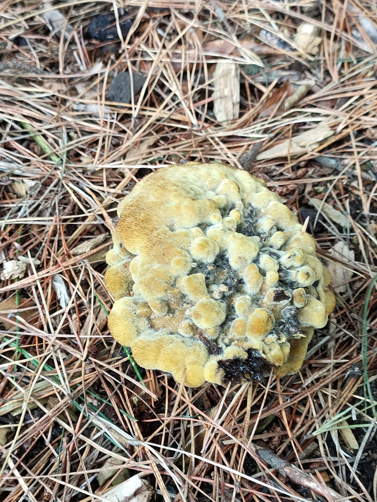 Dyer's Polypore from Queens Park on March 18, 2023 at 12:20 PM by ...