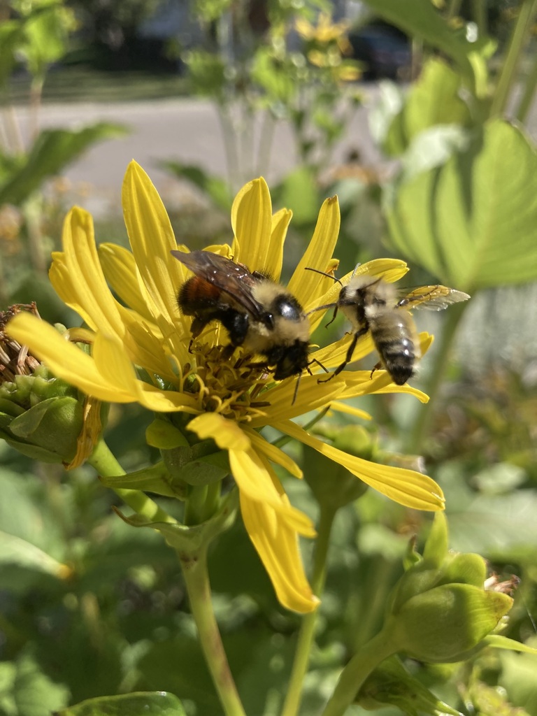Bumble Bees from Douglasdale, Calgary, AB T2Z, Canada on September 17 ...