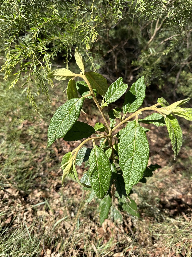 Something from Northwest Outer Brisbane, Pullenvale, QLD, AU on March ...