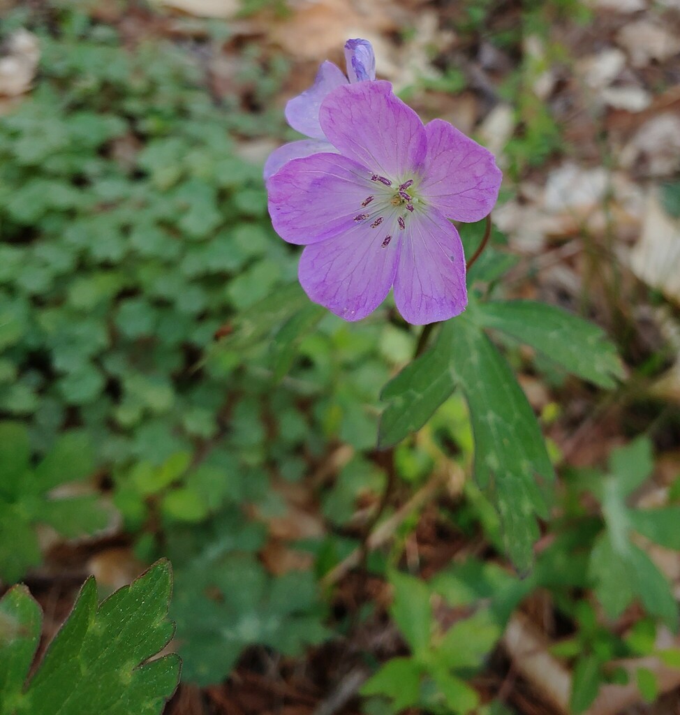 wild geranium from Tucker, GA, USA on April 3, 2022 at 10:28 AM by ...