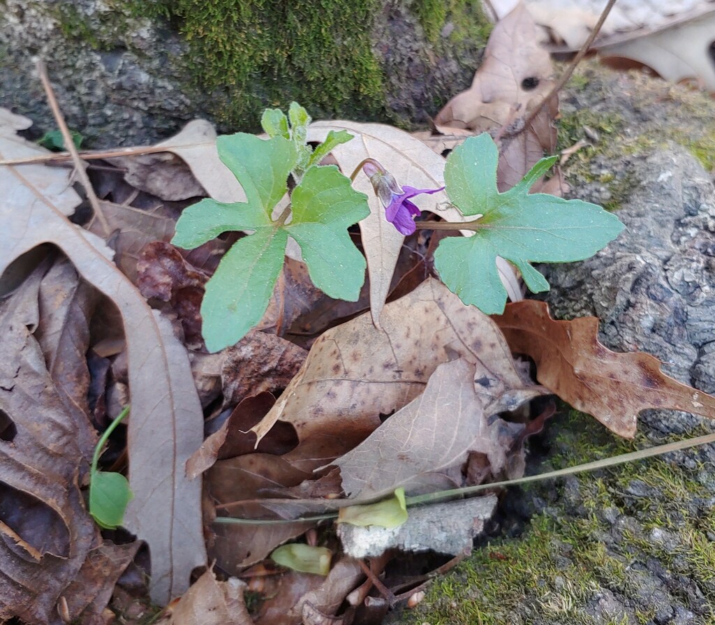 palm violet from Tucker, GA, USA on April 10, 2022 at 10:52 AM by ...