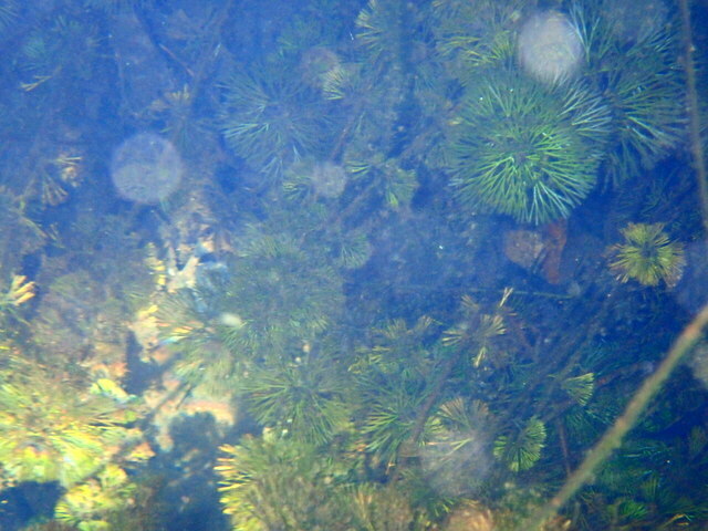 Carolina Fanwort from Jefferson County, FL, USA on March 16, 2023 at 02 ...