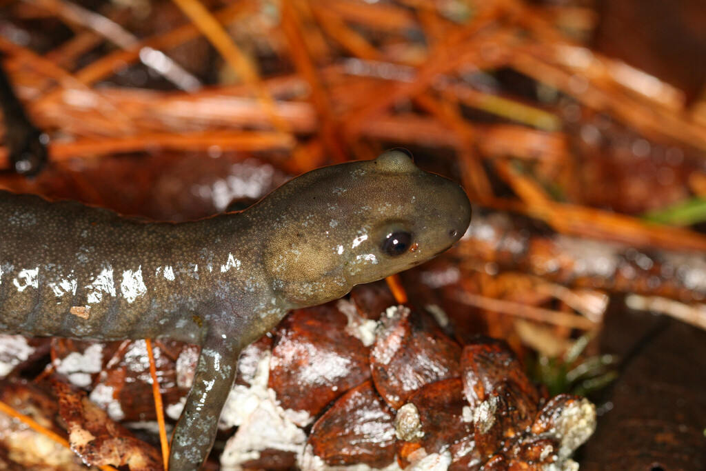 Jefferson Salamander in March 2023 by Brad Walker · iNaturalist