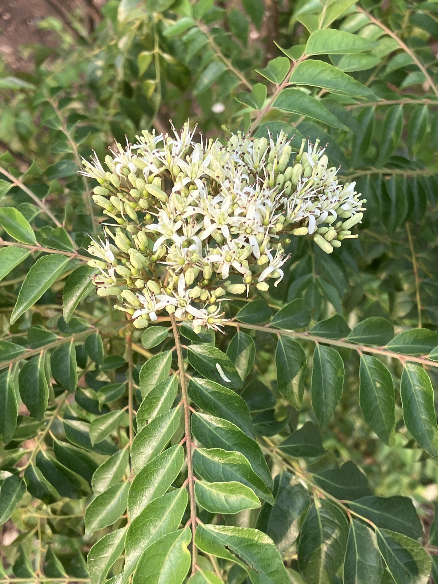 Murraya koenigii (L.) Spreng.