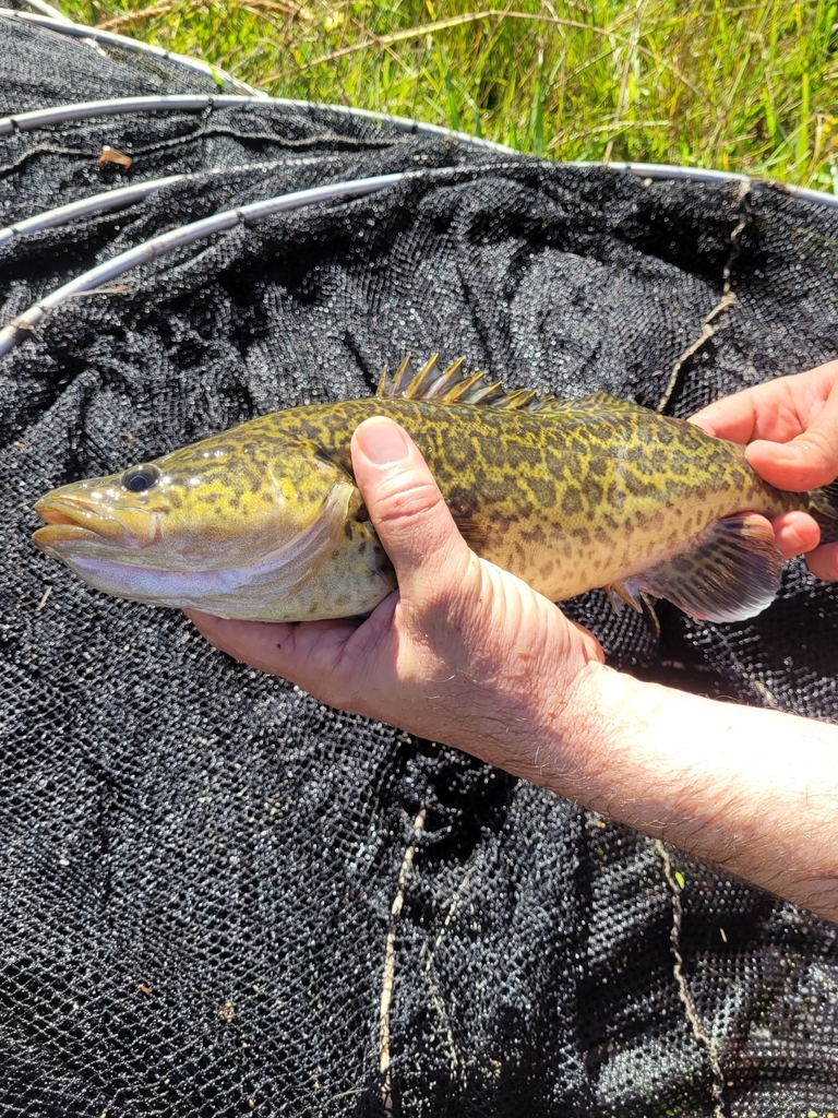 Murray Cod from Dundee NSW 2370, Australia on March 18, 2023 at 10:26 ...