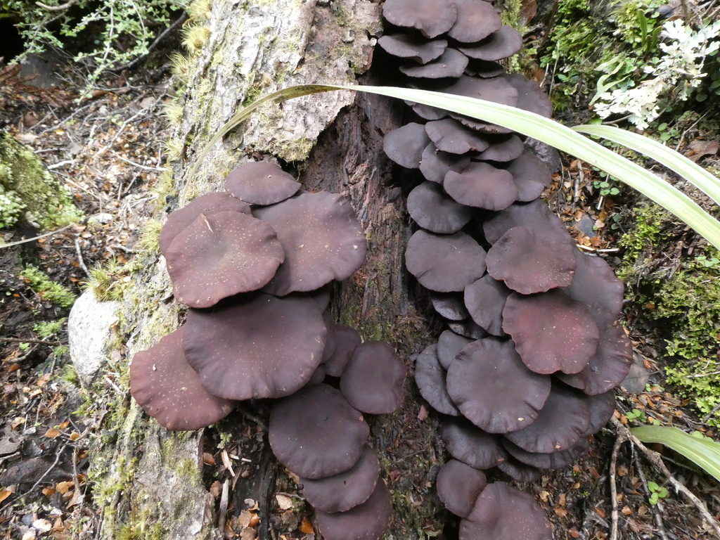 Agaricineae from Kahurangi National Park, Kahurangi National Park ...