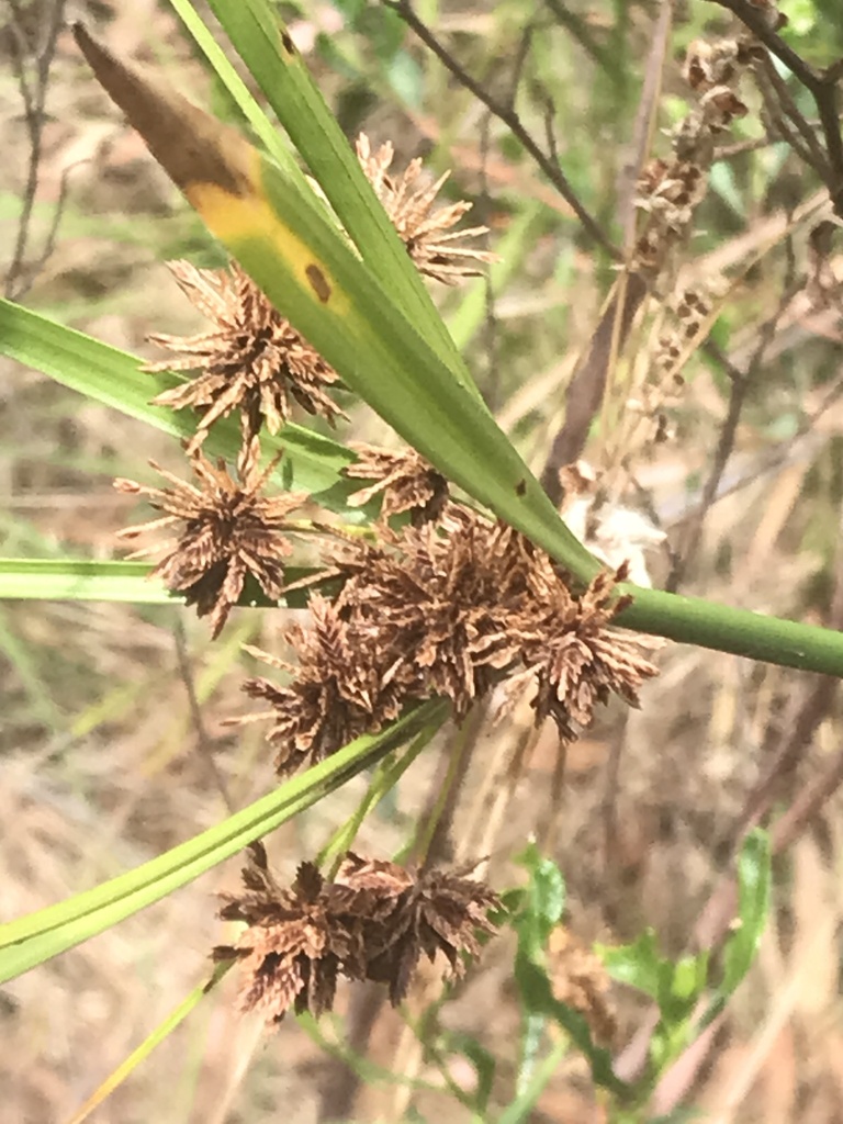 Stiff-leaved Flat-sedge from Belair National Park, Belair, SA, AU on ...