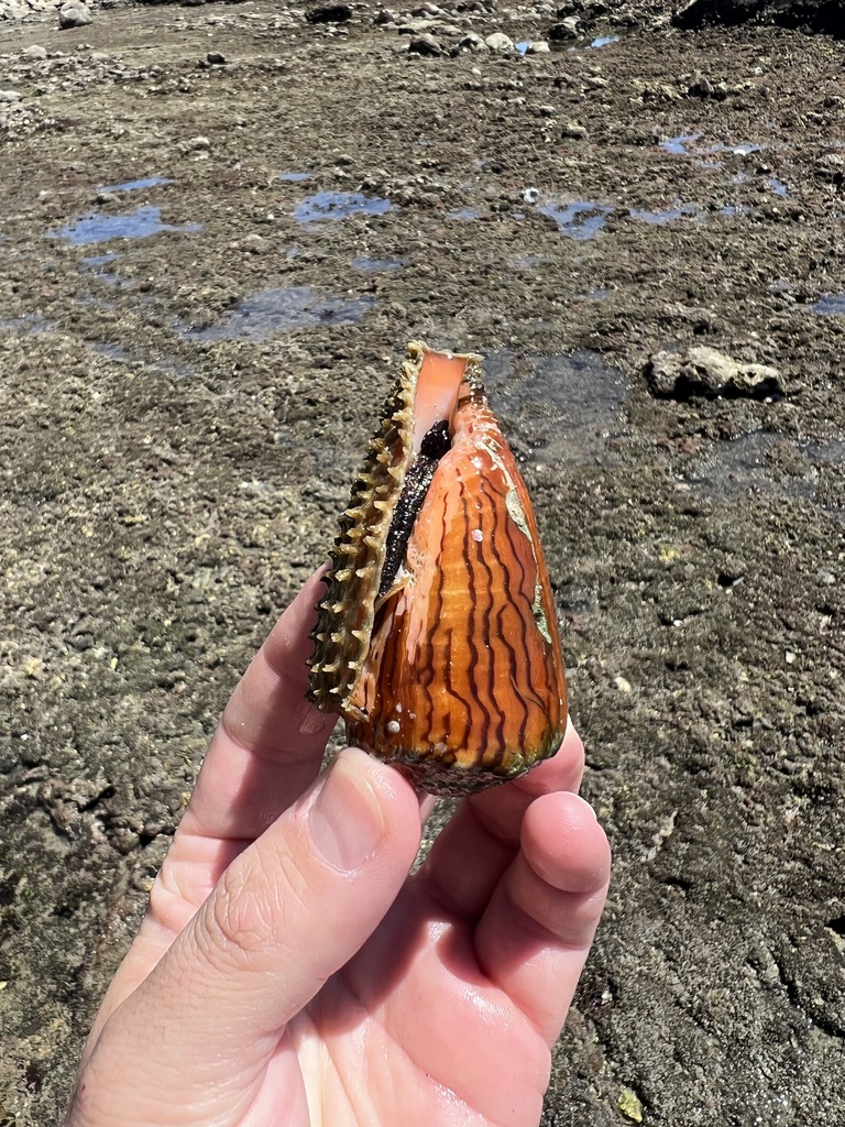 Prince Cone from Destiladeras Beach, MX on March 17, 2023 at 01:39 PM ...