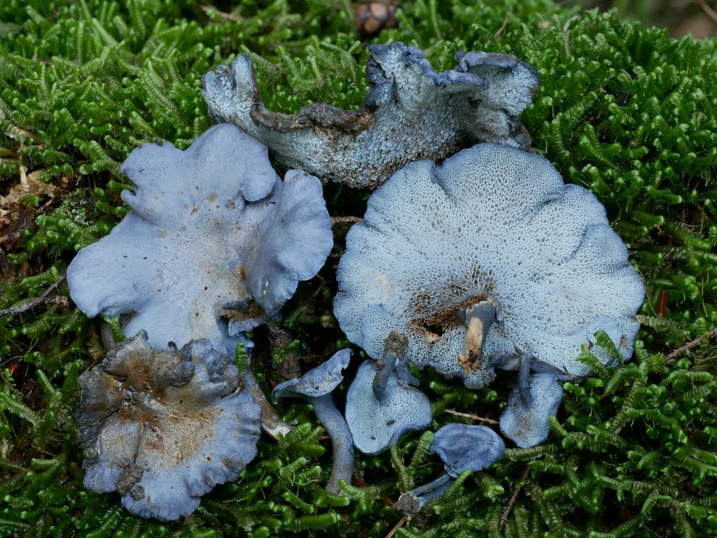 blue polypore in October 2018 by Garrett Taylor. On roots or dead ...