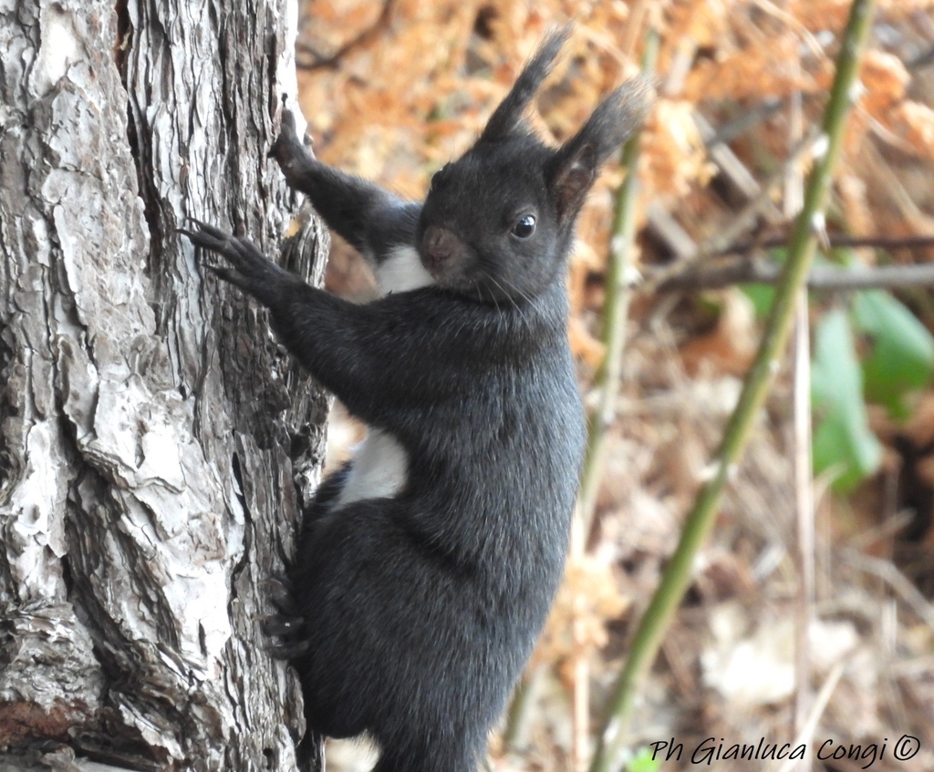Calabrian Black Squirrel from Parco Nazionale della Sila on March 16 ...