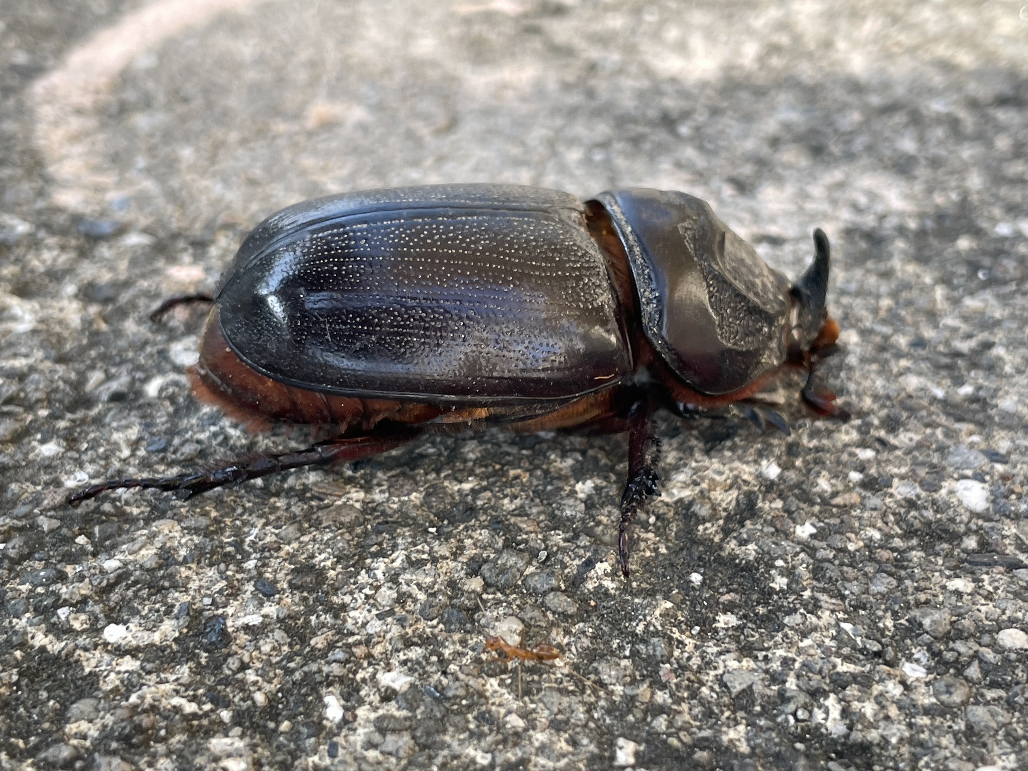 Oryctes rhinoceros (Linnaeus, 1758)