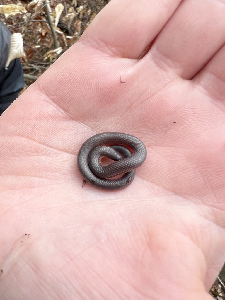Eastern Worm Snake from Mammoth Cave National Park, Brownsville, KY, US ...
